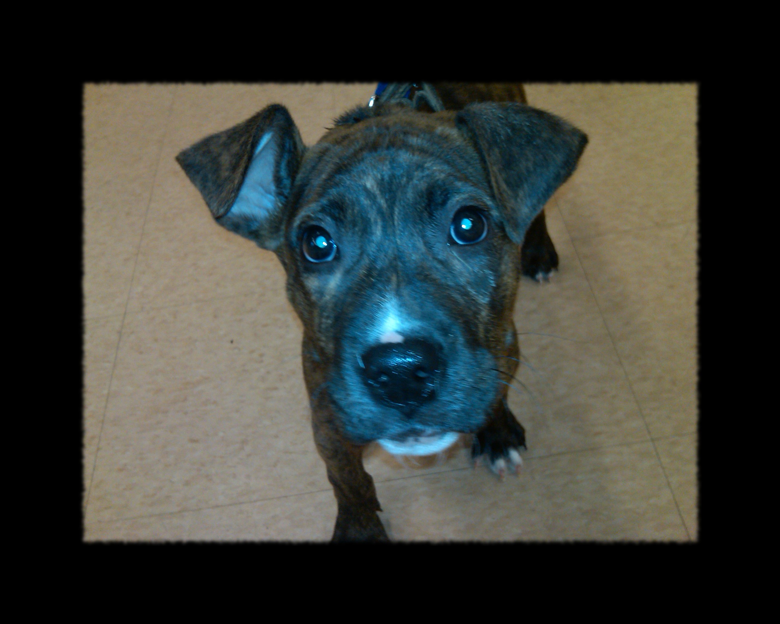 Tyler | Sophie's Dog Adoption