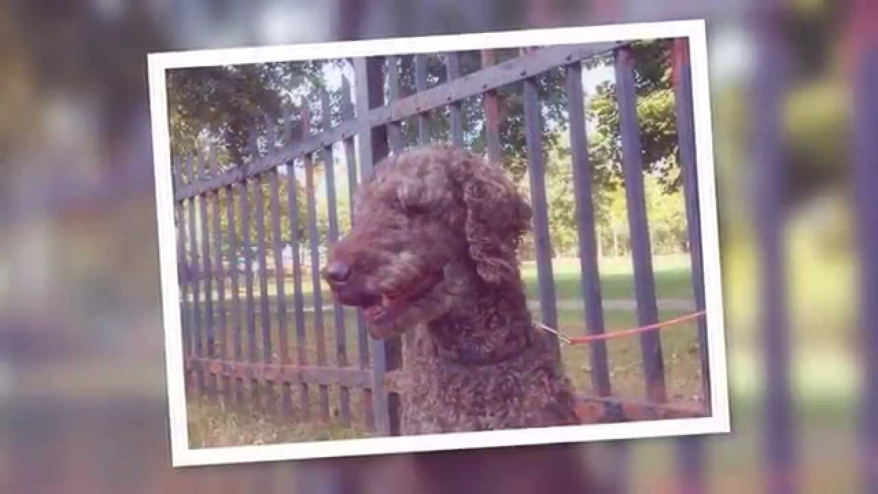 Manolo | Sophie's Dog Adoption