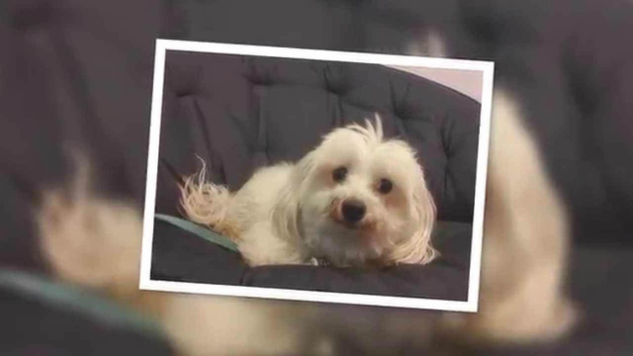 Schubert Schubert | Sophie's Dog Adoption
