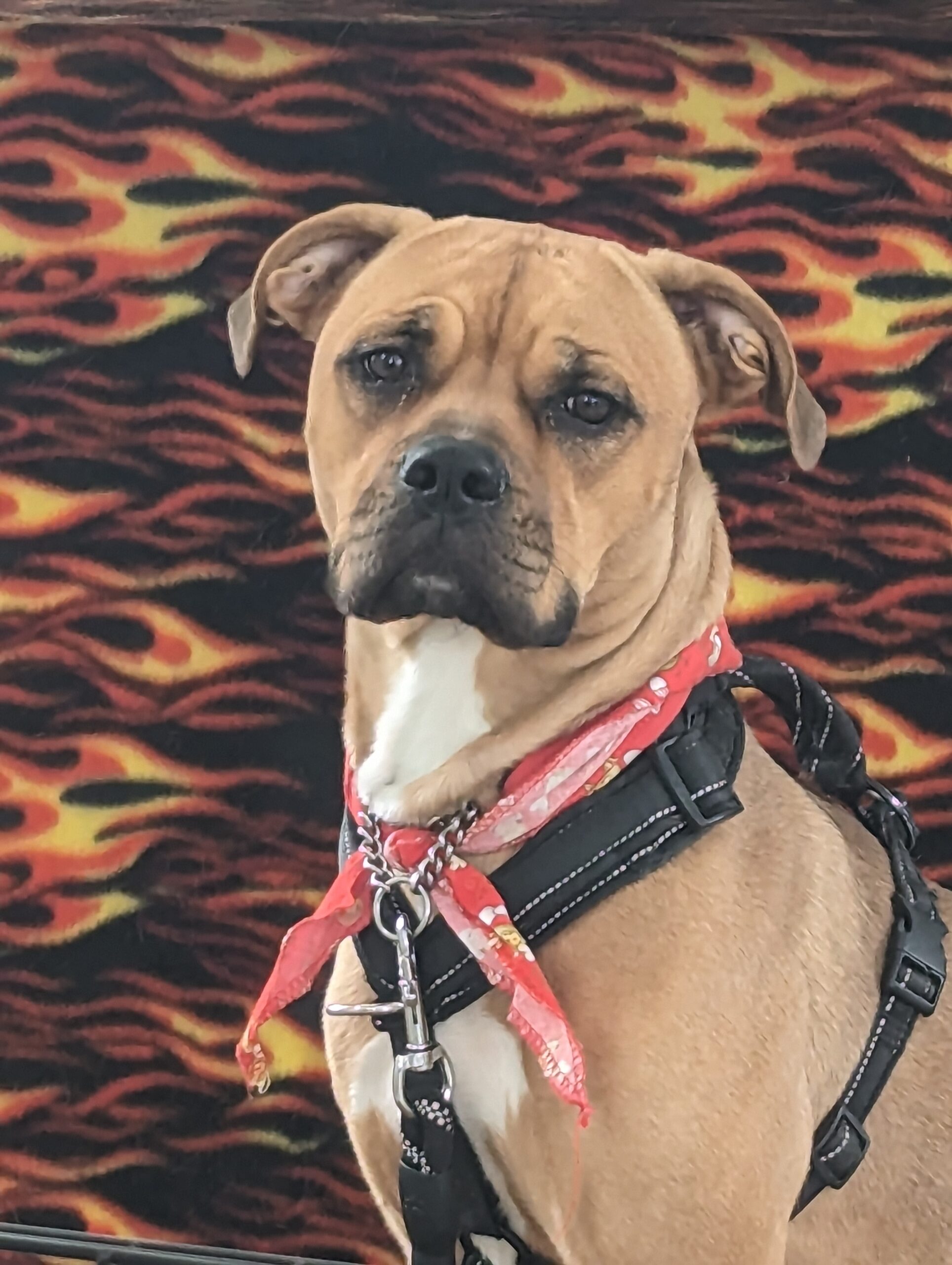 Jade | Sophie's Dog Adoption