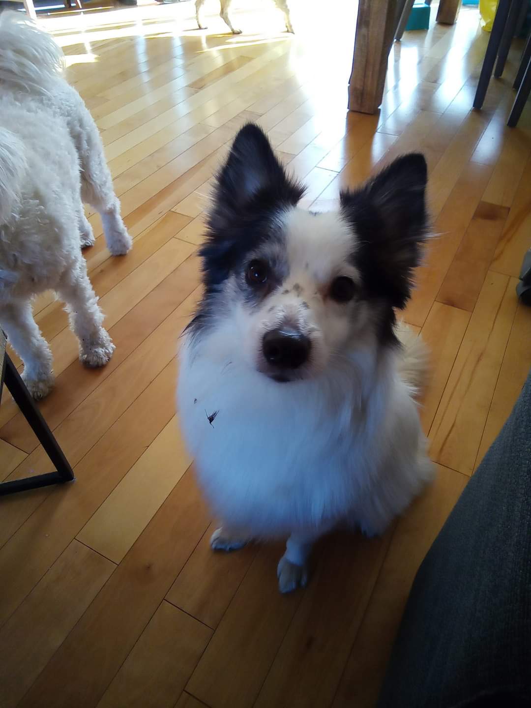 Choopie | Sophie's Dog Adoption