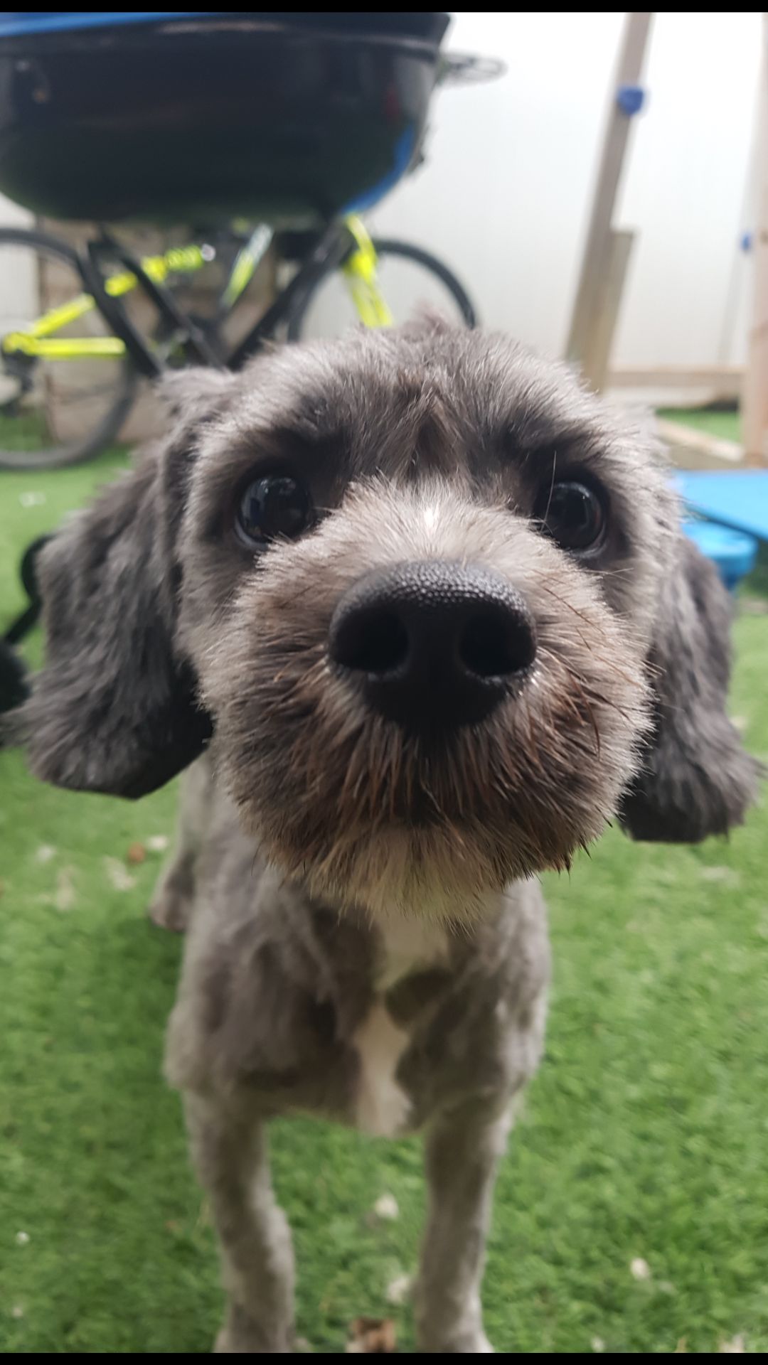 Augustus | Sophie's Dog Adoption