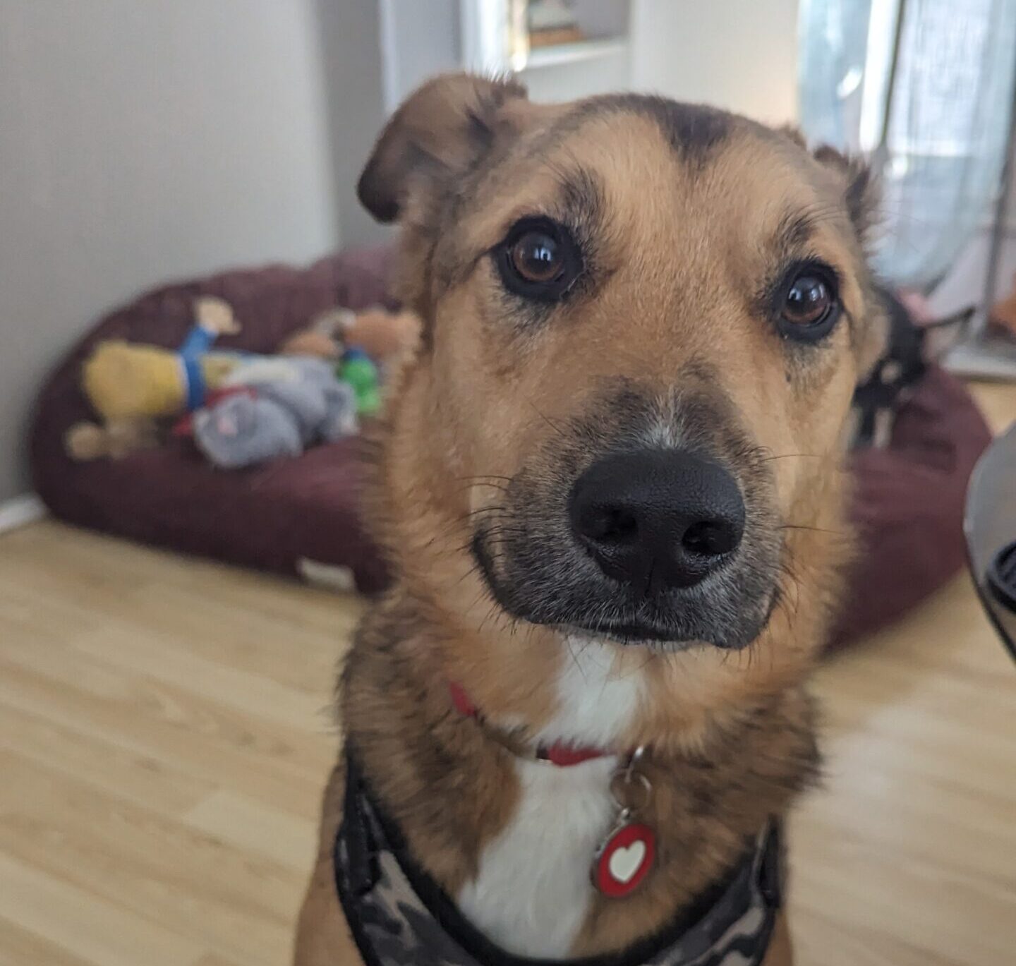 Rex B | Sophie's Dog Adoption