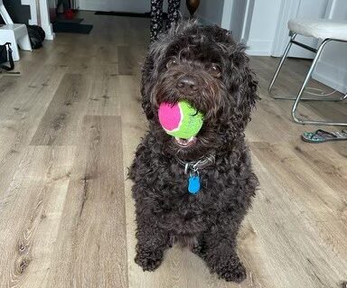 Tobi | Sophie's Dog Adoption