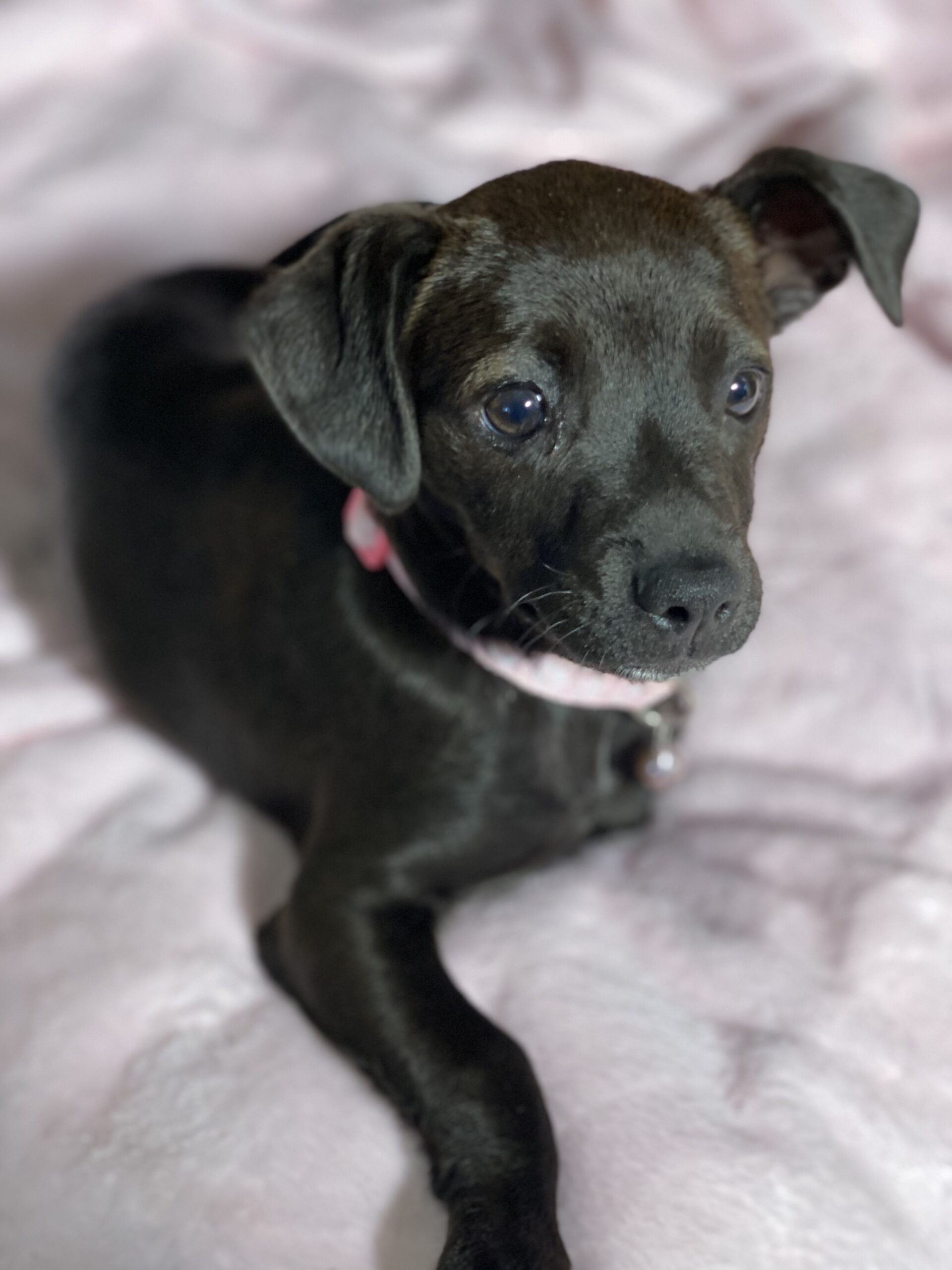 Ceci | Sophie's Dog Adoption