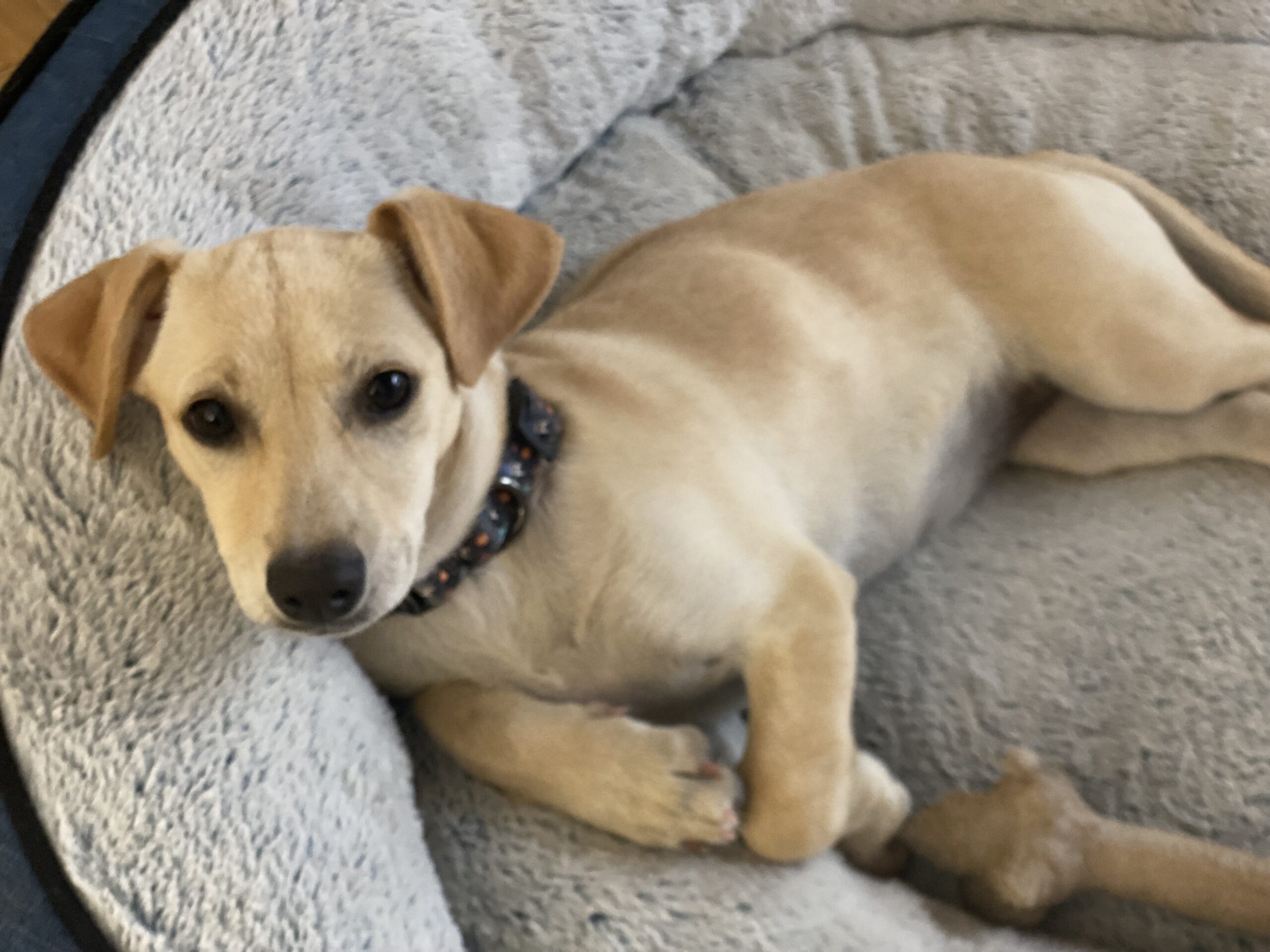 Phoebe | Sophie's Dog Adoption