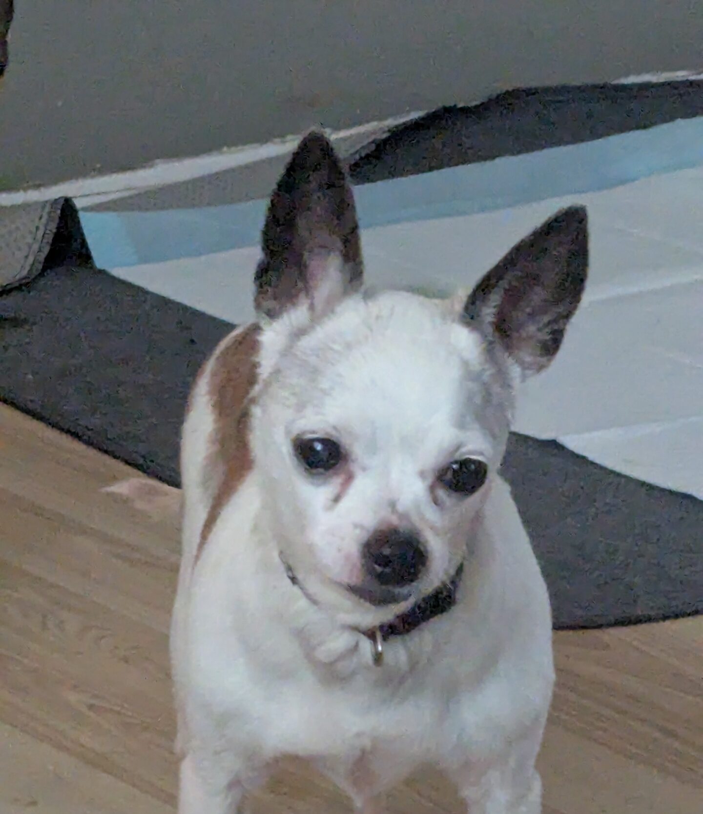 Lilly Chi | Sophie's Dog Adoption