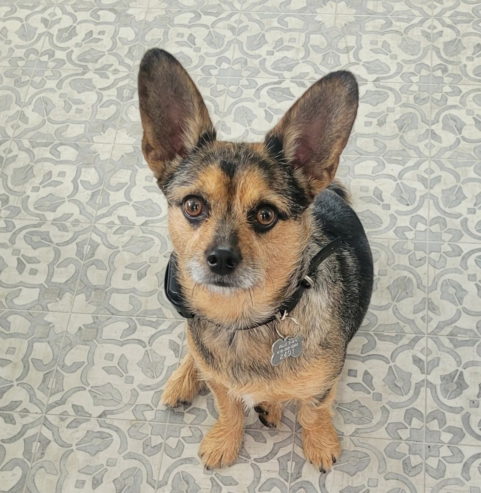 Djo | Sophie's Dog Adoption